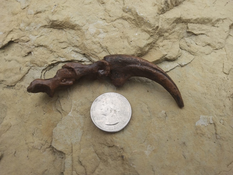 Velociraptor Claw With Finger Bones Fossil Dinosaur Jurassic Park - Etsy