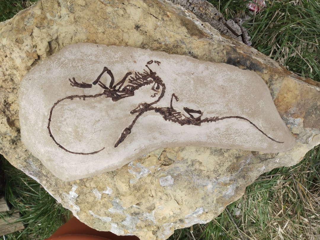 Double Young Coelophysis in Matrix Fossil Dinosaur Cast Plate - Etsy
