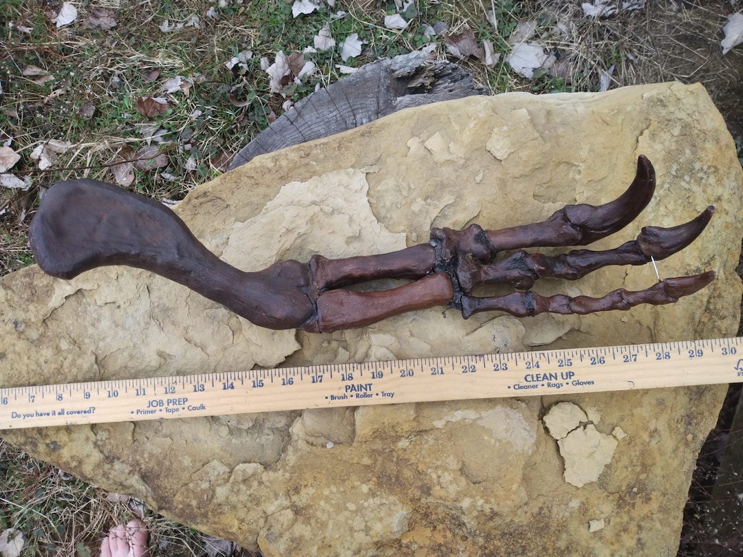 Allosaurus Hand and Arm Structure - Fossil Dinosaur Jurassic - Etsy