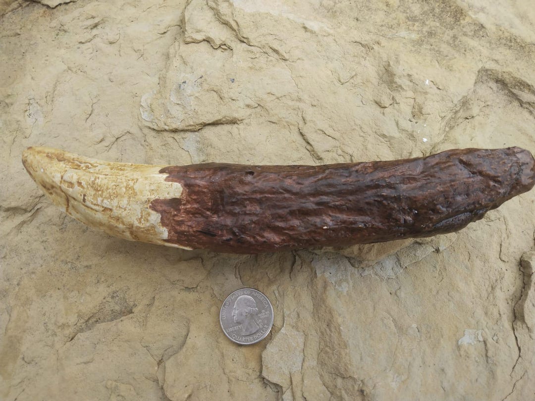 T-rex Tooth With Root Structure Fossil Dinosaur Jurassic Park - Etsy