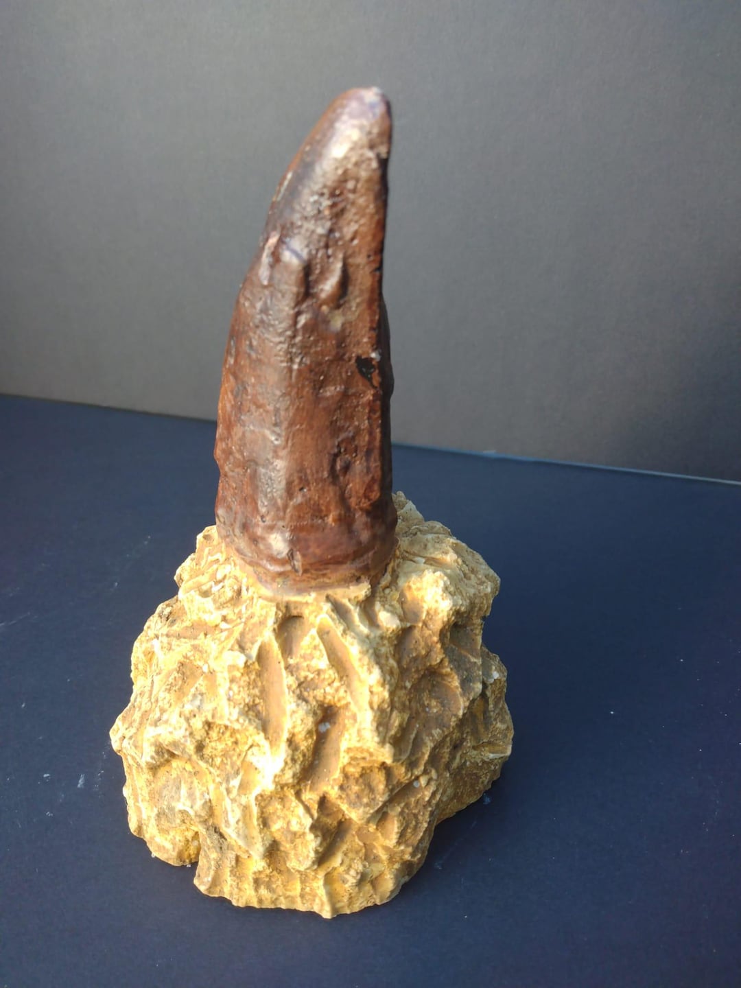 Fossil Dinosaur T-rex Tooth in Matrix Velociraptor Stone Cretaceous Collectible Paleontology - Etsy