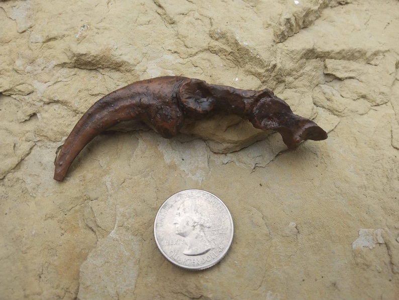 Velociraptor Claw With Finger Bones Fossil Dinosaur Jurassic Park - Etsy
