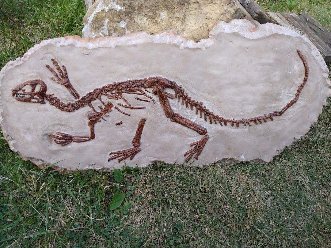 Heterodontosaurus Tucki in Matrix Specimen 2 Fossil Dinosaur Early ...