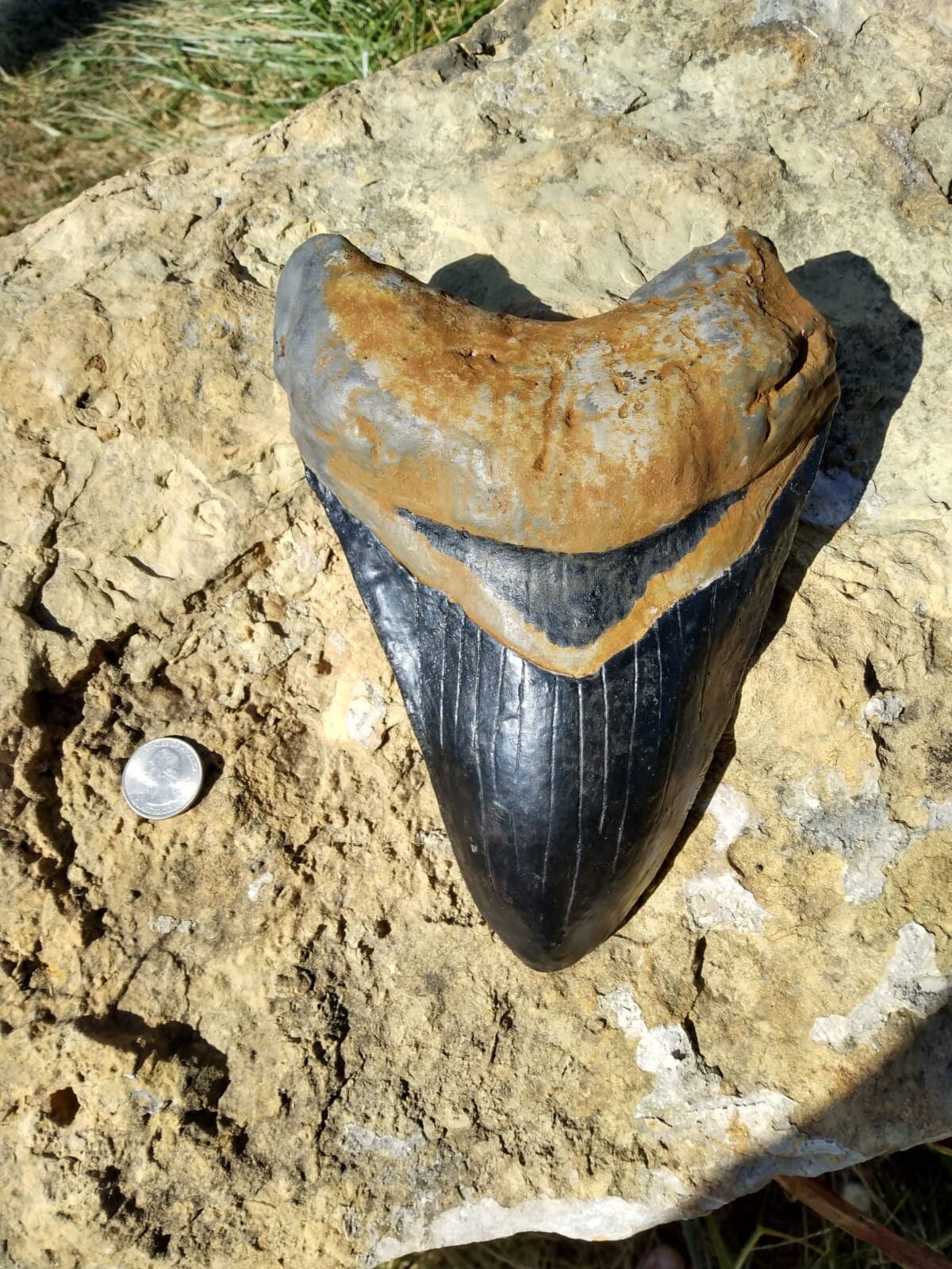 Super Huge 9 Megalodon Primary Tooth Fossil Shark - Etsy Australia