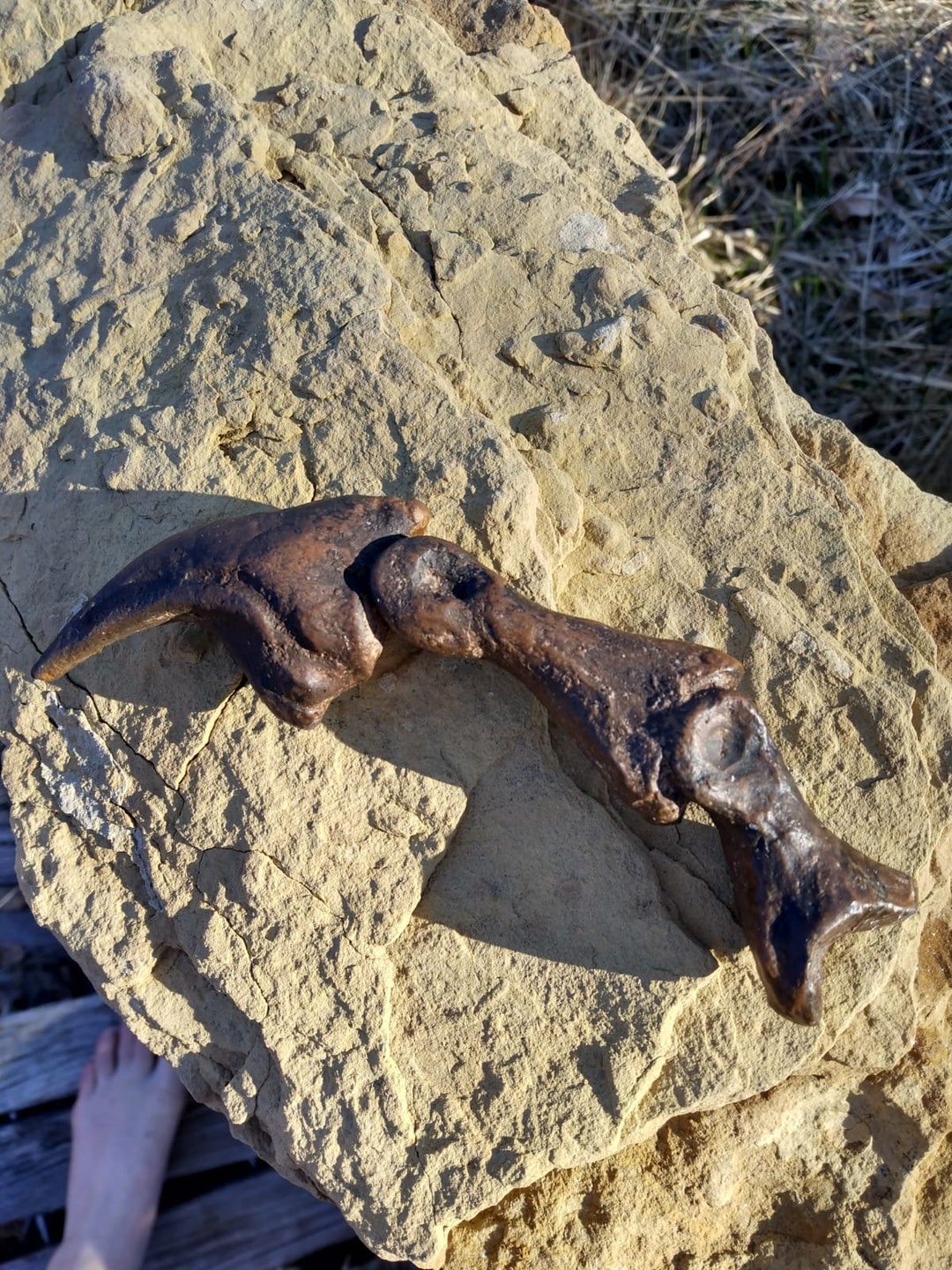 Allosaurus Finger Claw With Digital Bones Fossil Dinosaur Stone - Etsy