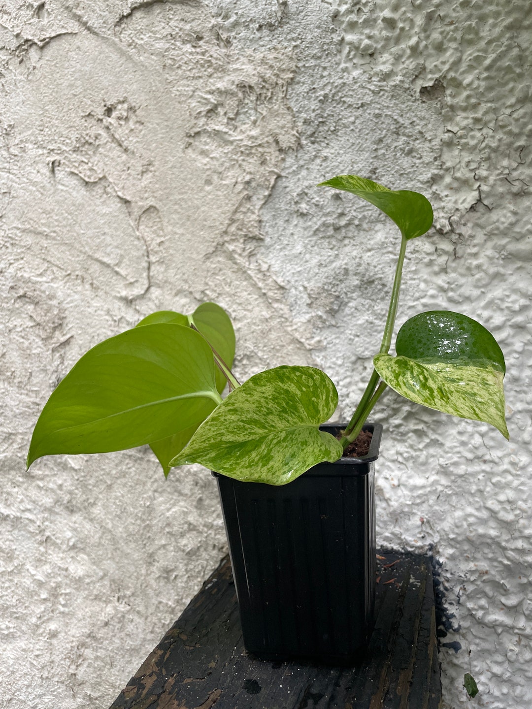 Pothos Mix (M) - Etsy