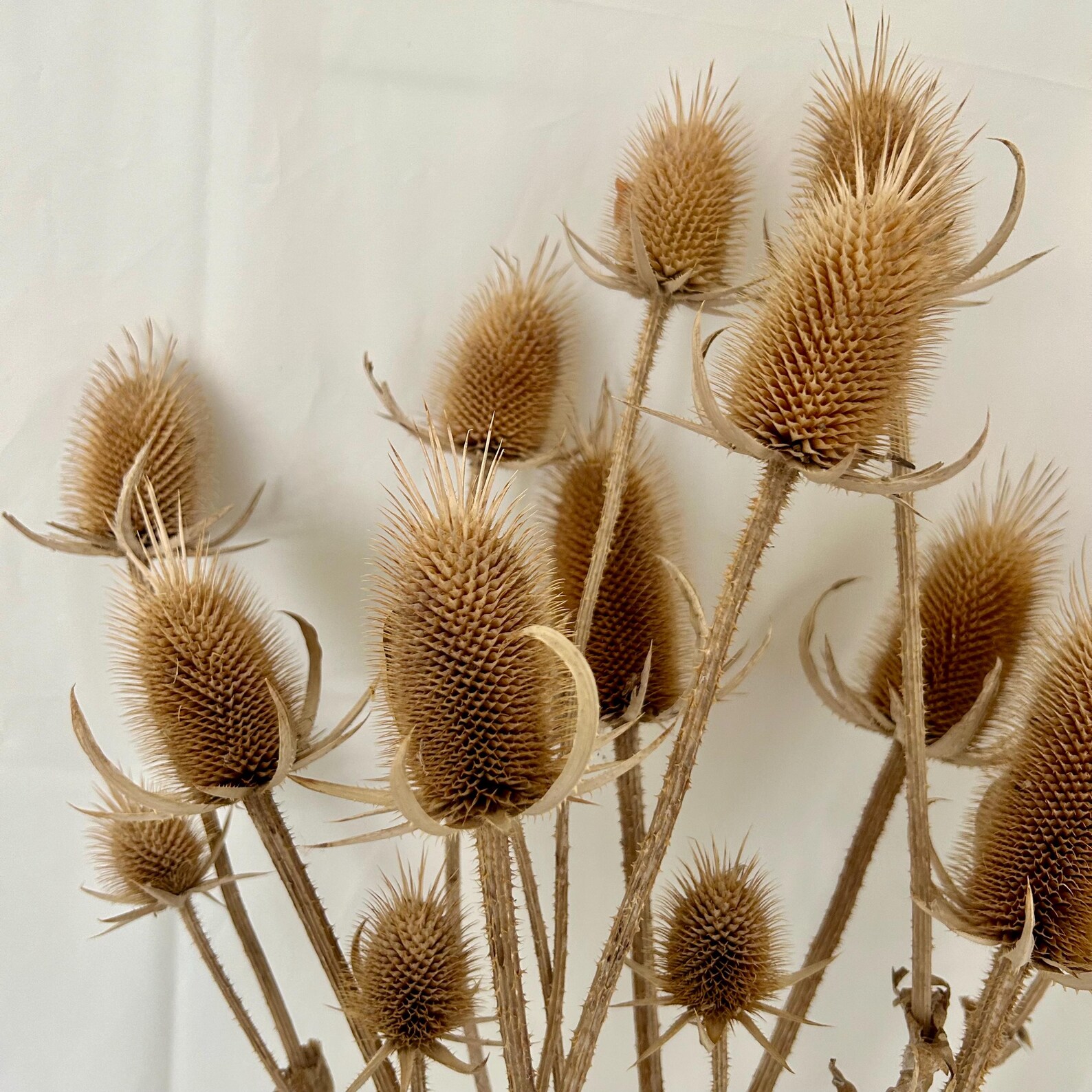 Dried Teasel Heads & Yucca Seed Pods Stems Art Supply Natural Thistle ...