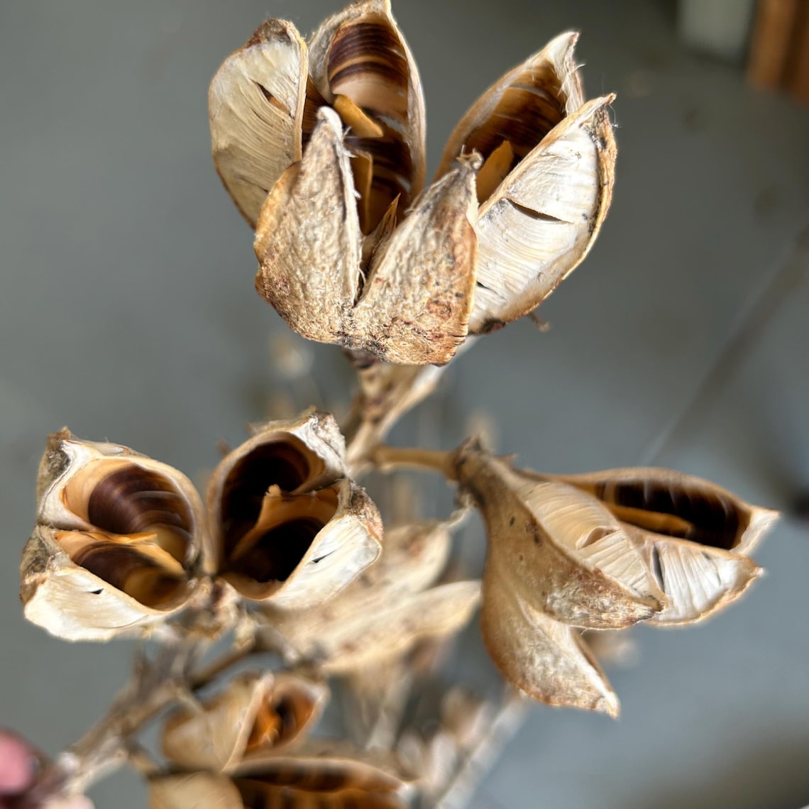 Dried Teasel Heads & Yucca Seed Pods Stems Art Supply Natural Thistle ...