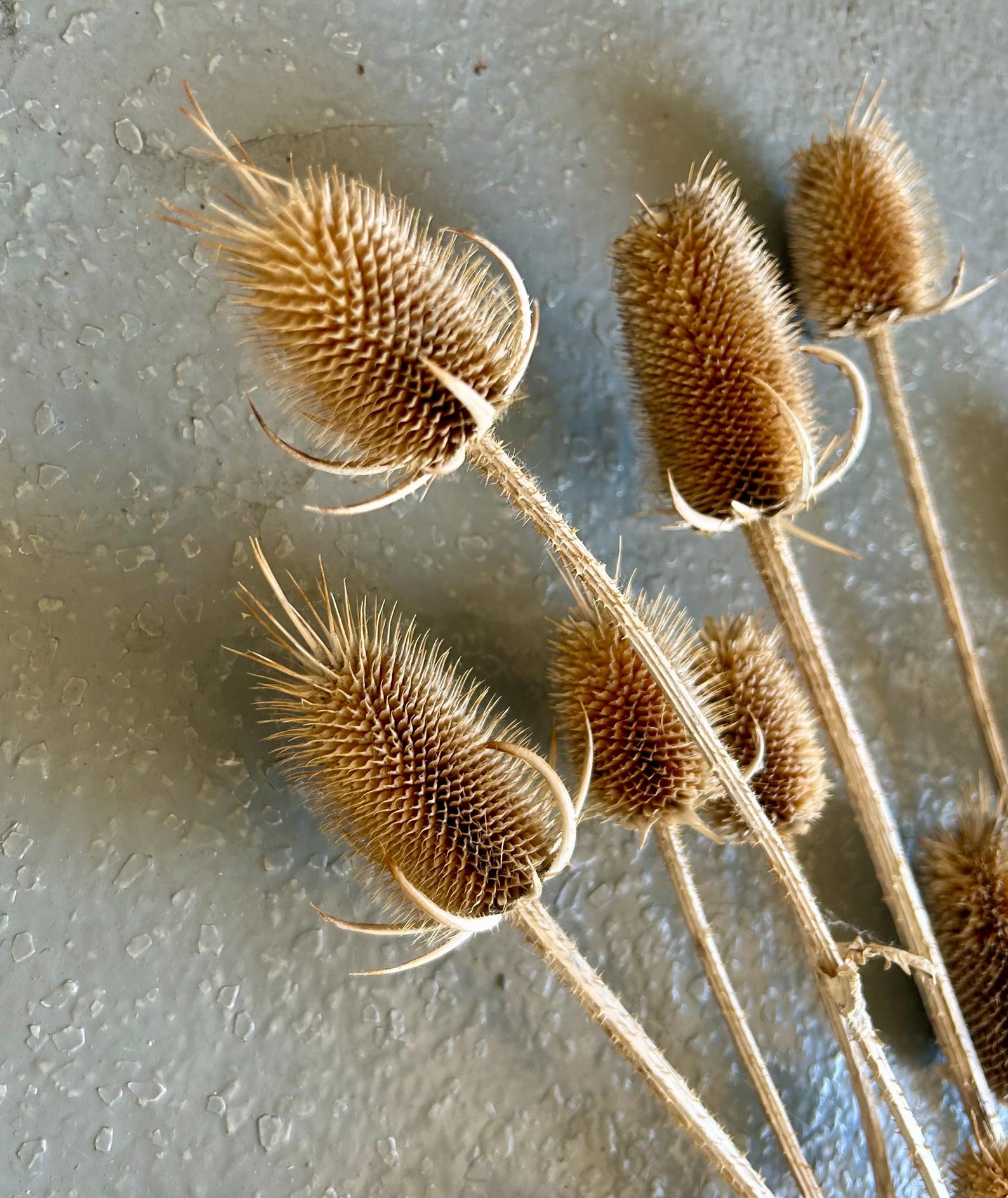 Dried Teasel Heads & Yucca Seed Pods Stems Art Supply Natural Thistle ...