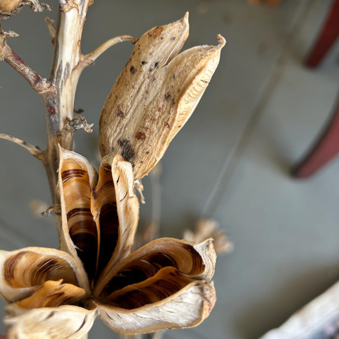 Dried Teasel Heads & Yucca Seed Pods Stems Art Supply Natural Thistle ...