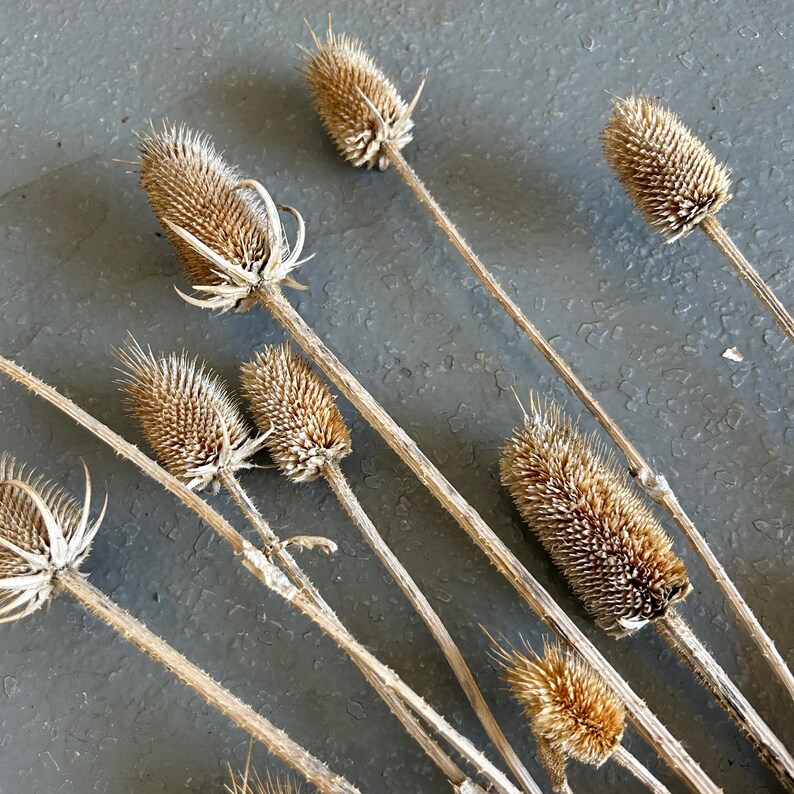 Dried Teasel Heads & Yucca Seed Pods Stems Art Supply Natural Thistle ...