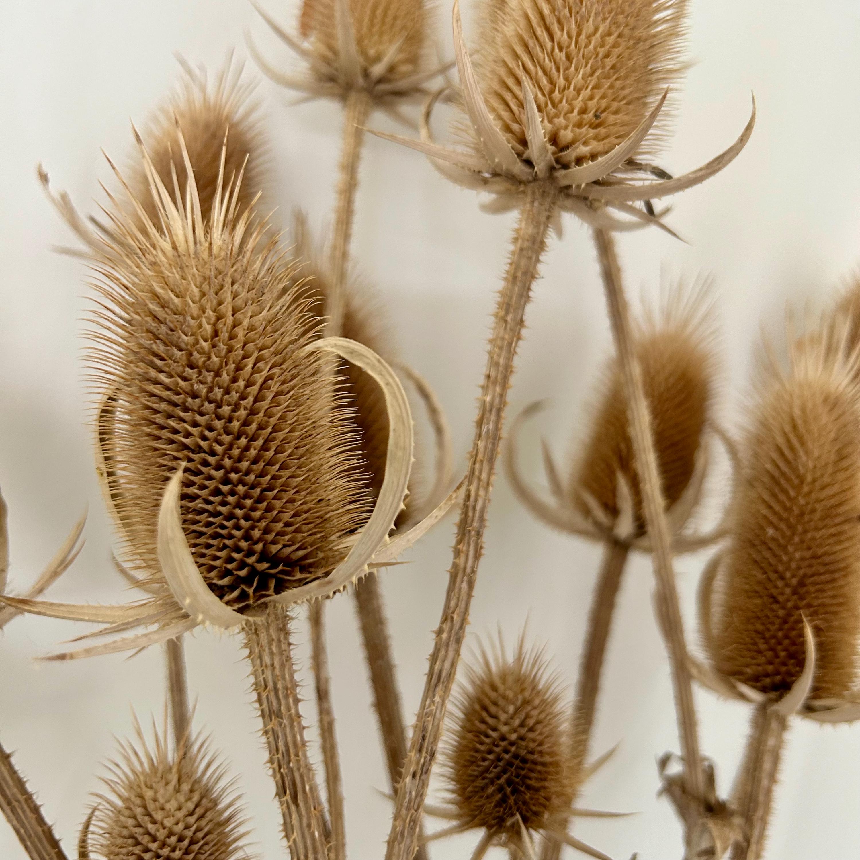 Dried Teasel Heads & Yucca Seed Pods Stems Art Supply Natural Thistle ...