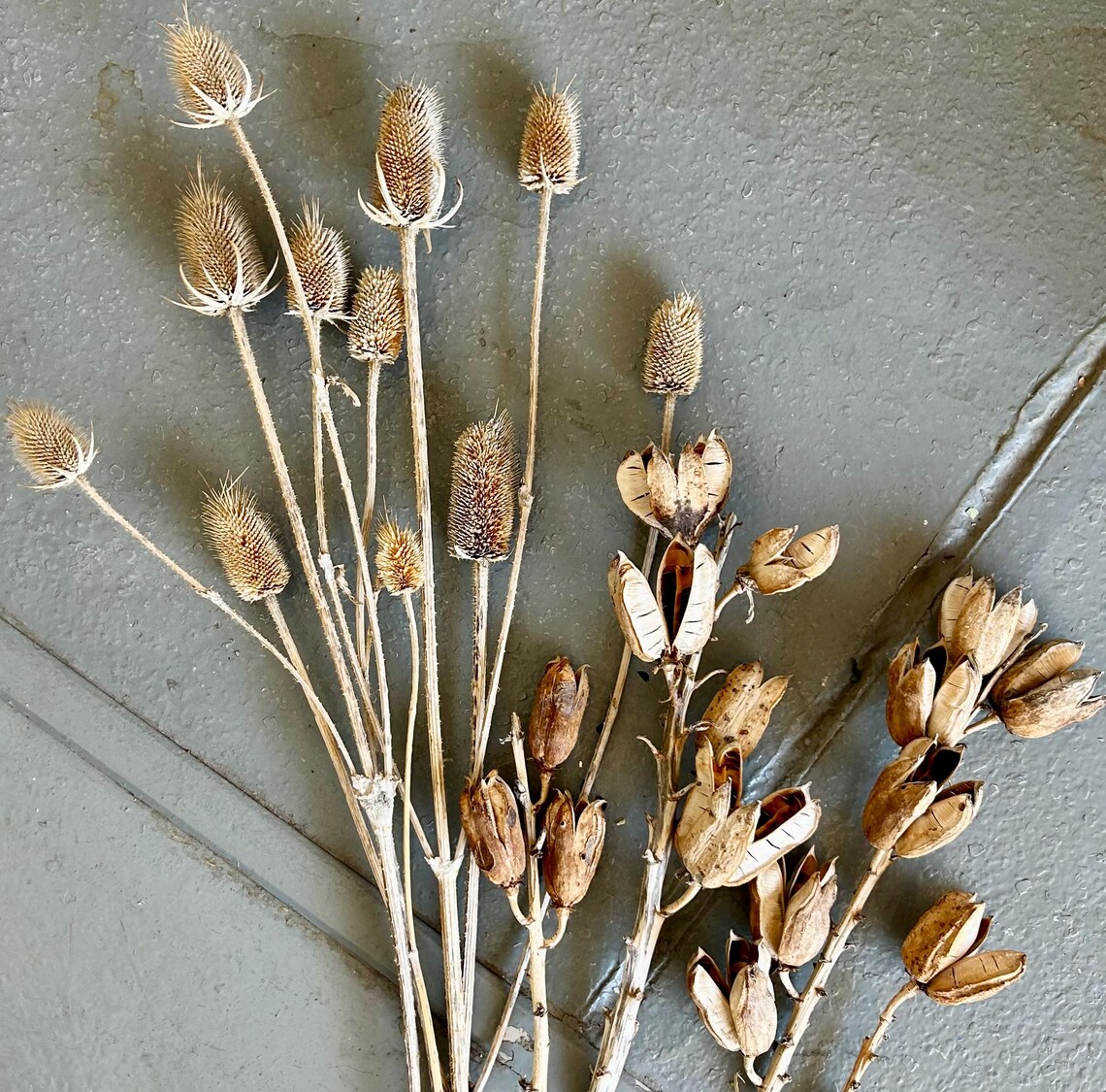 Dried Teasel Heads & Yucca Seed Pods Stems Art Supply Natural Thistle ...
