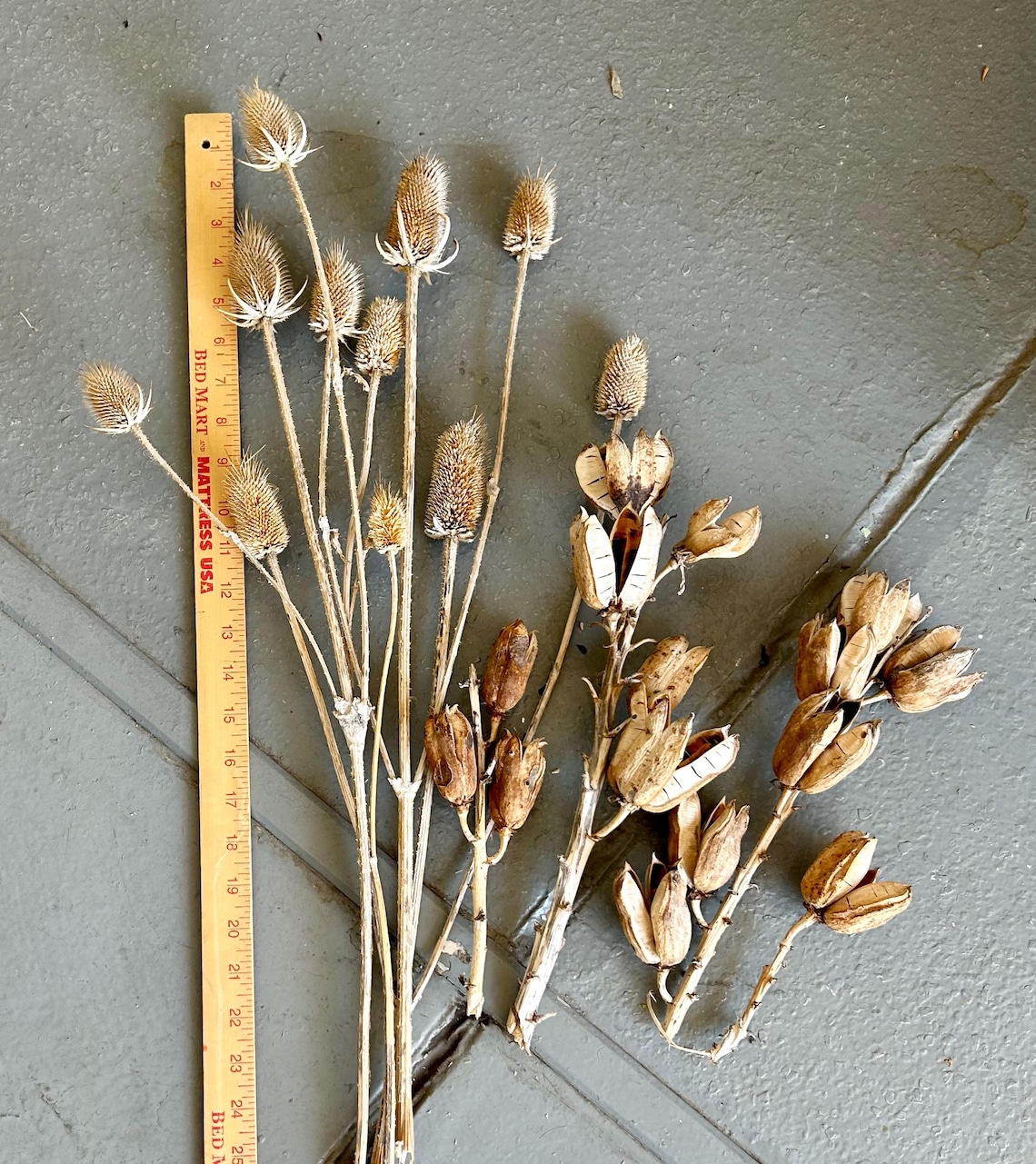 Dried Teasel Heads & Yucca Seed Pods Stems Art Supply Natural Thistle ...
