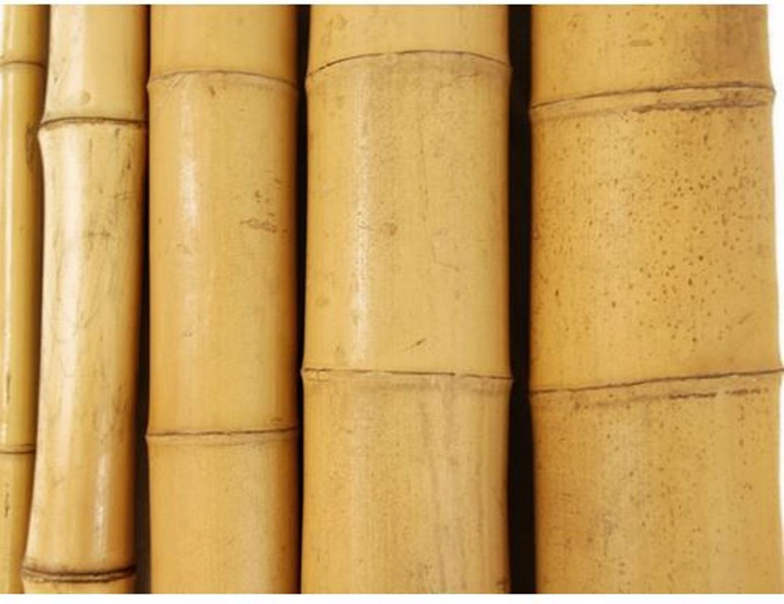 LARGE Diameter Bamboo Poles 5 Foot Tall Choice of 4 - Etsy