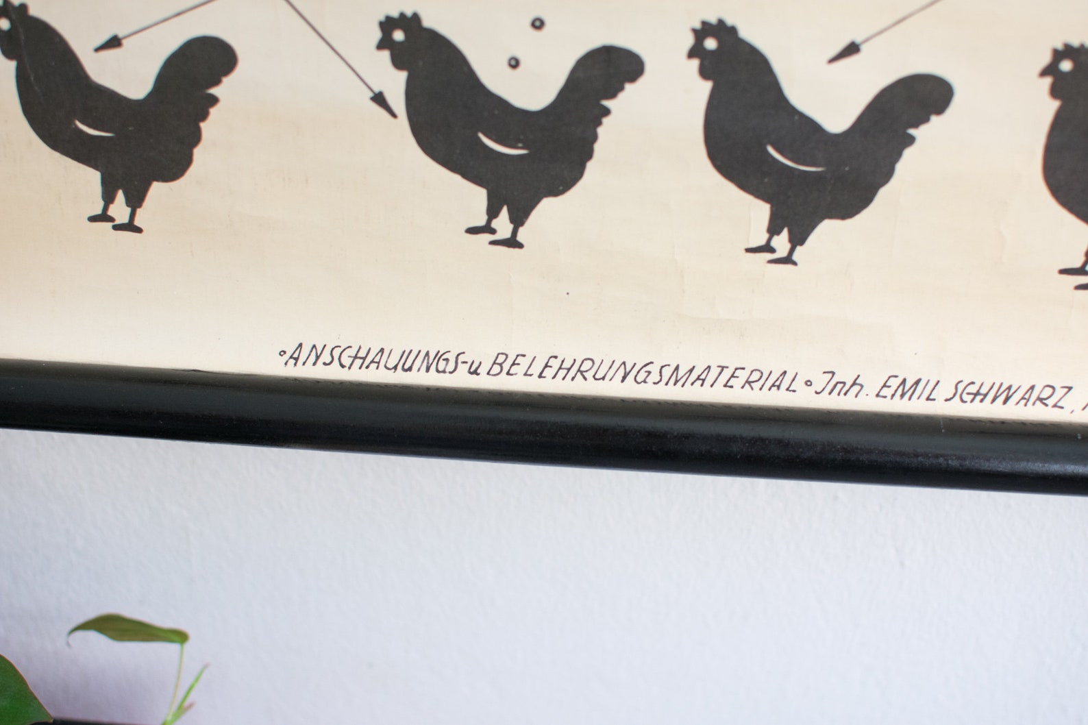 Vintage Pull Down Poster Hereditary Roll Down Chart Genetics - Etsy