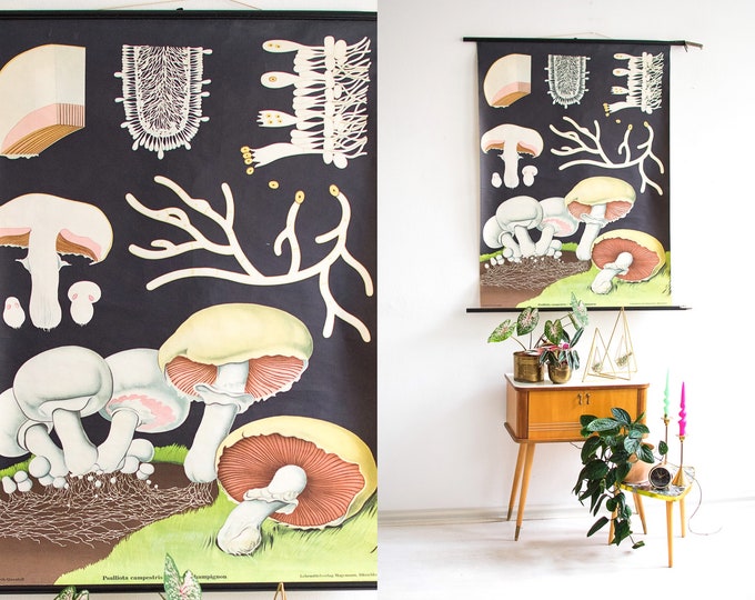 Botanical Poster, Mushroom Print, School Chart, Pull Down Chart, Roll ...