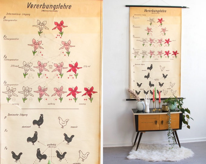Vintage Pull Down Poster Hereditary Roll Down Chart Genetics - Etsy