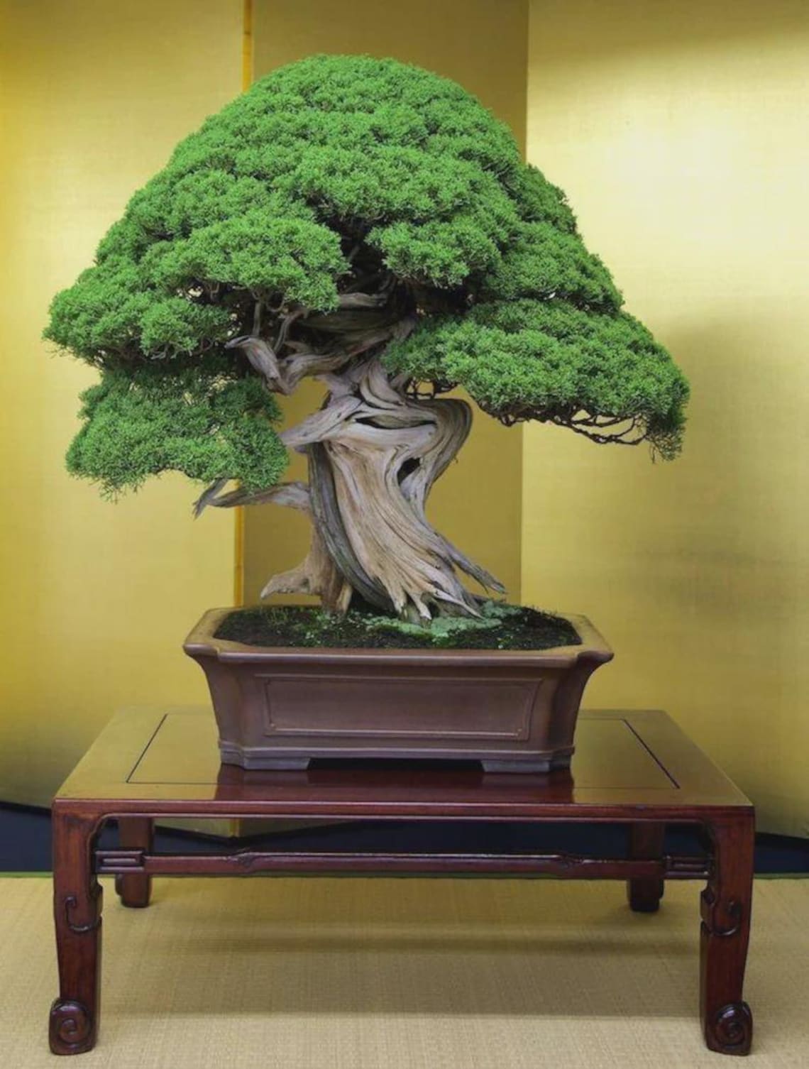 Live Juniper Bonsai Tree | Mature Juniper Bonsai Plant | Twisted Trunk ...
