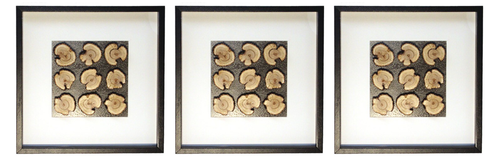 Wood Slice Display Case Art - Etsy