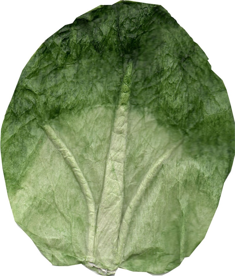 FAKE CABBAGE LEAVES, Pkg/12 Pcs Handpainted Paper Leaves - Etsy