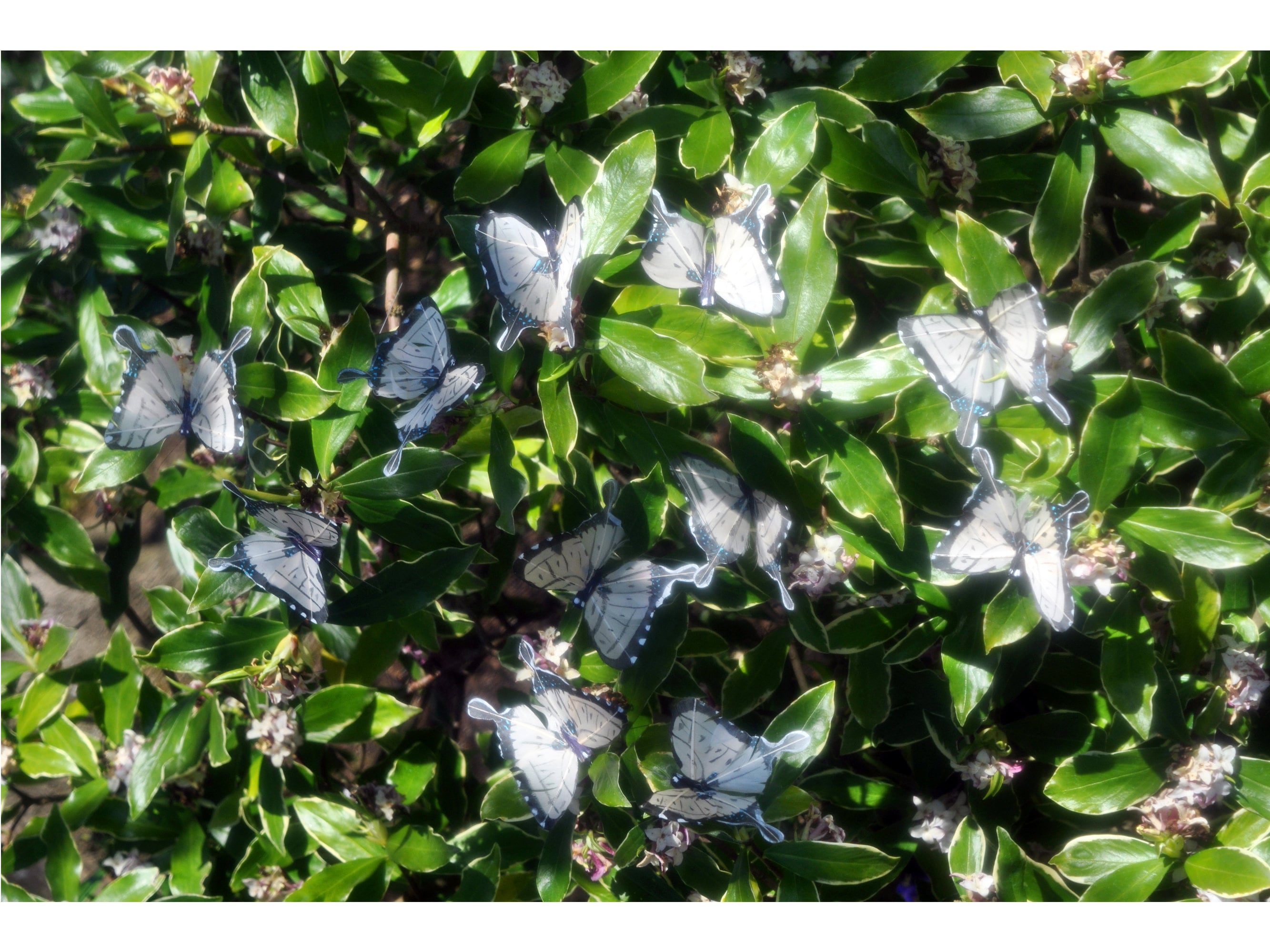 FAKE MONARCH BUTTERFLIES, Bx 1 Dz. Realistic, Lifesize, Feather Wings ...