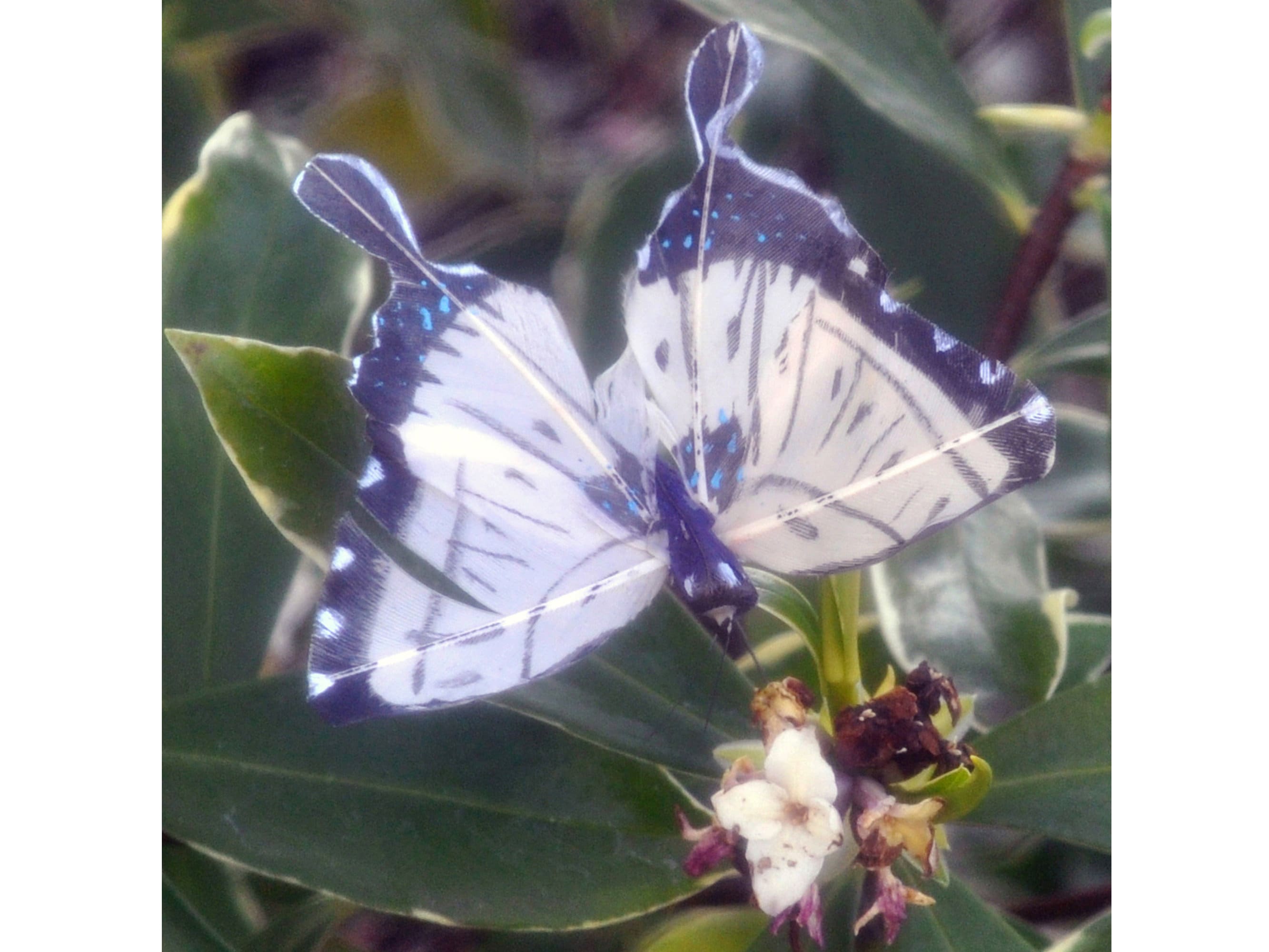 FAKE MONARCH BUTTERFLIES, Bx 1 Dz.- Realistic, Lifesize, Feather Wings ...