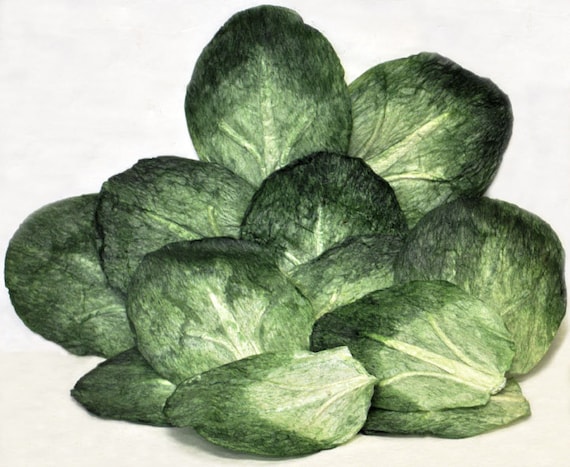 FAKE CABBAGE LEAVES Pkg/12 Pcs - Etsy