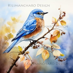 Eastern Bluebird Illustration Art - Etsy