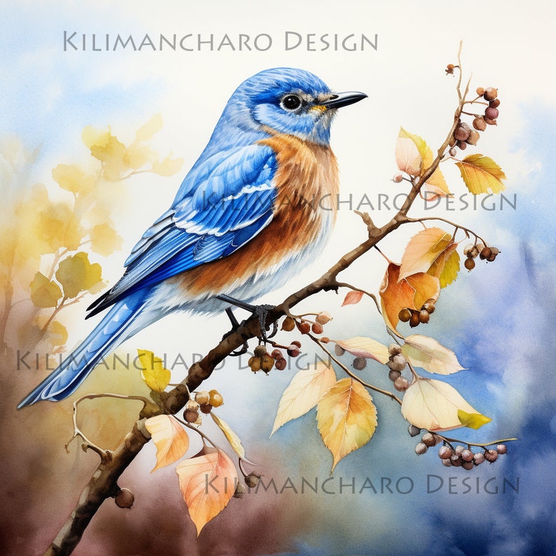 Eastern Bluebird Illustration Art - Etsy