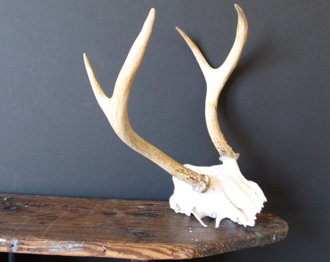 Vintage Deer Antlers / Farmhouse Rustic Country Decor - Etsy