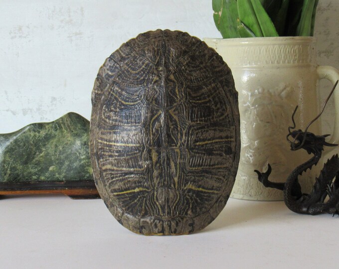 Vintage Turtle Shell, Red-eared Slider Shell, Large Shell - Etsy