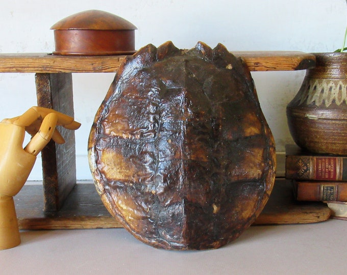 Vintage Natural Turtle Shell, Natural Taxidermy Decor. - Etsy