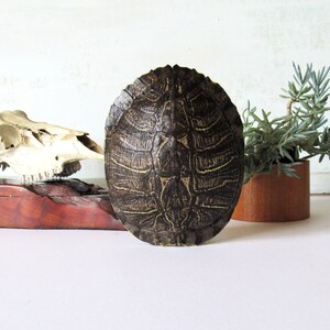 Vintage Turtle Shell, Small Red-eared Slider Shell, Taxidermy Decor ...