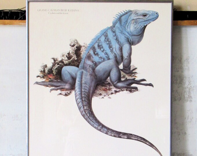 Blue Iguana, Vintage Framed Iguana Poster, Cayman Islands Souvenir ...