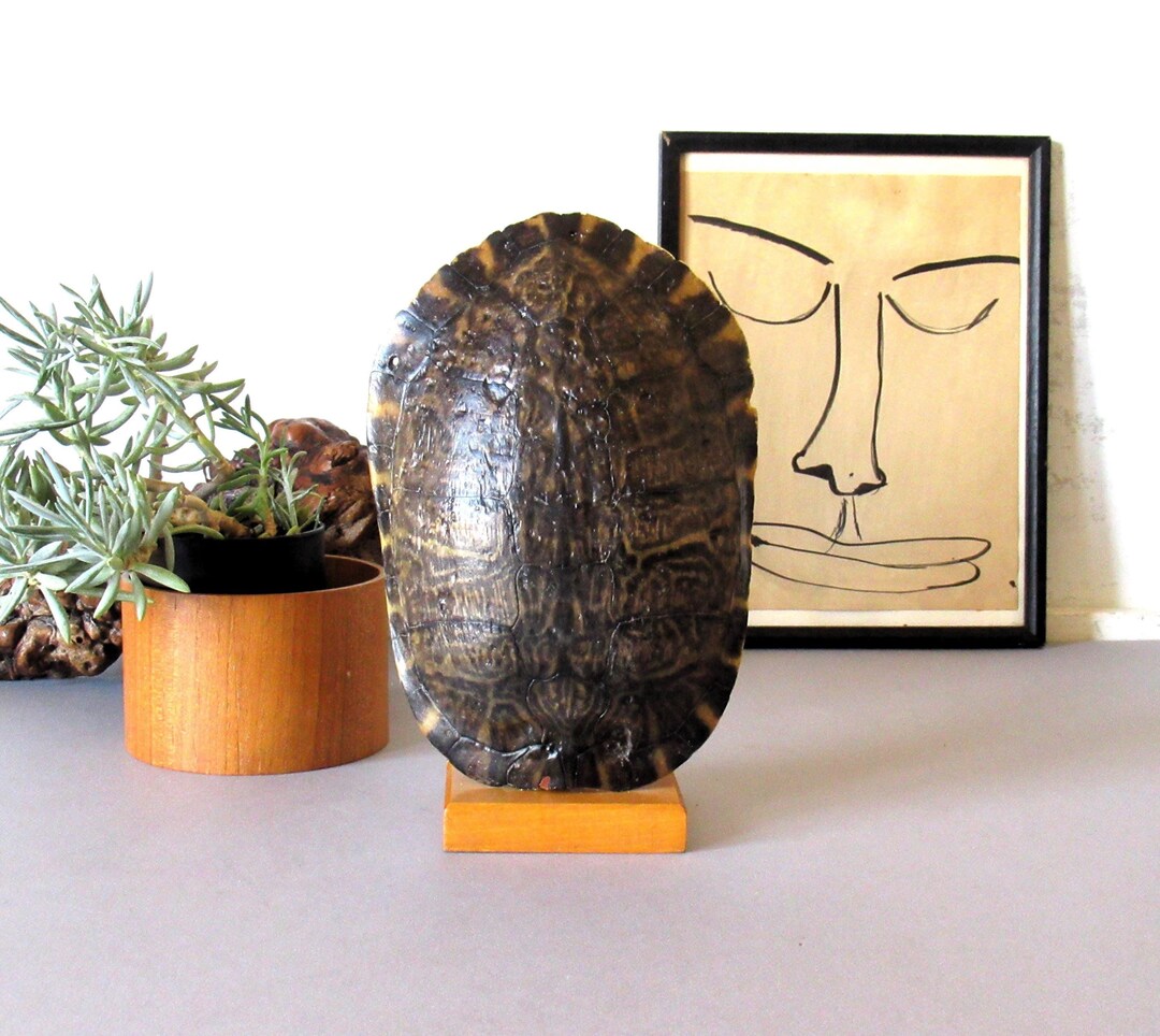 Tall Turtle Shell, Small Red-eared Slider Shell, Taxidermy Decor, Desk ...