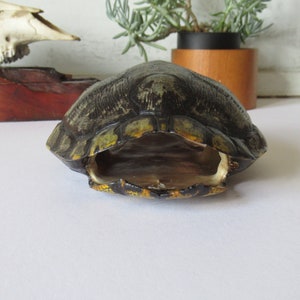 Vintage Turtle Shell, Small Red-eared Slider Shell, Taxidermy Decor ...