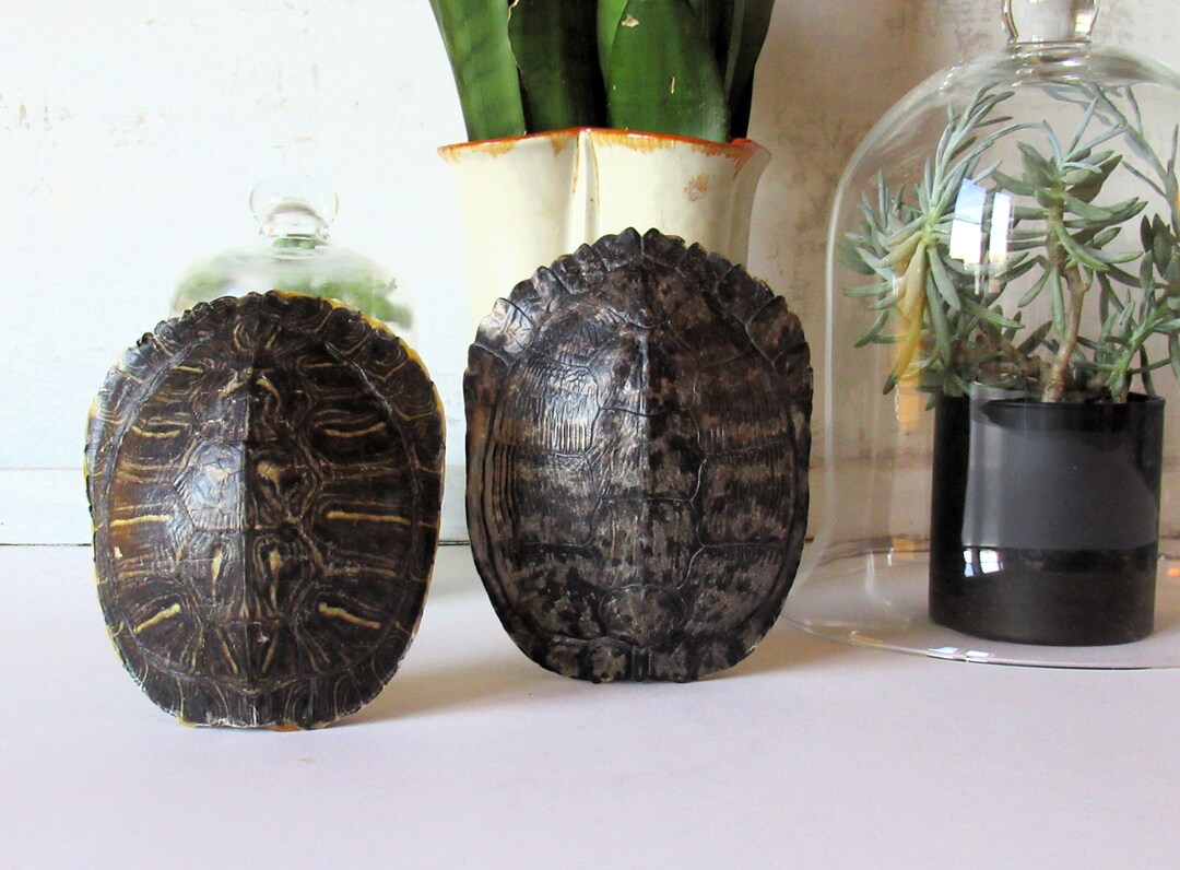Vintage Turtle Shells, Red-eared Slider Shells, Large Shells - Etsy