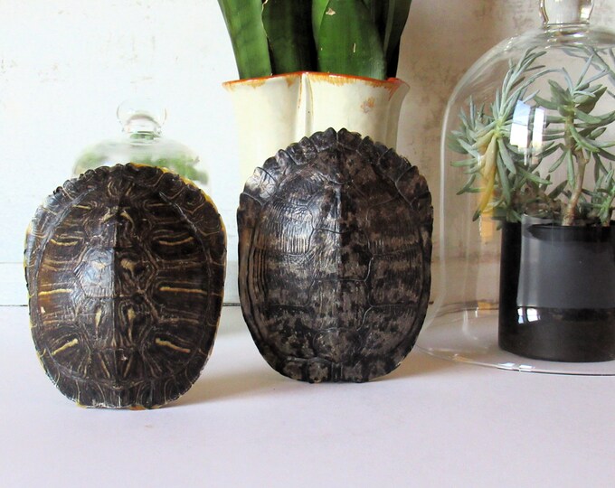 Vintage Turtle Shells, Red-eared Slider Shells, Large Shells - Etsy
