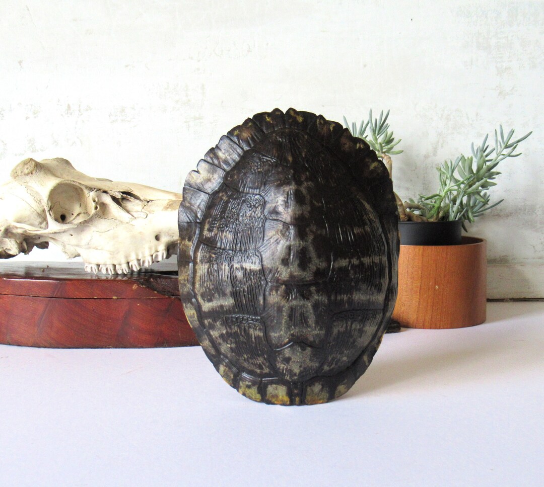 Vintage Turtle Shell, Small Red-eared Slider Shell, Taxidermy Decor ...