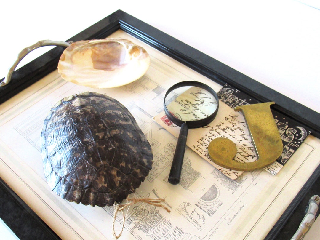 Vintage Turtle Shell, Small Red-eared Slider Shell, Taxidermy Decor ...