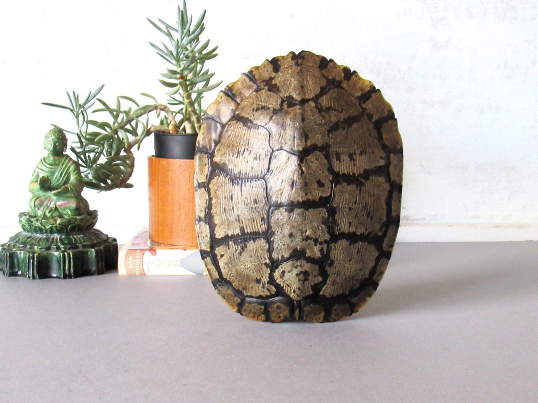 Vintage Turtle Shell, Small Red-eared Slider Shell, Taxidermy Decor ...