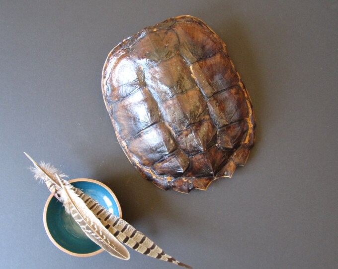 Turtle Shell , Taxidermy & Curiosities - Etsy