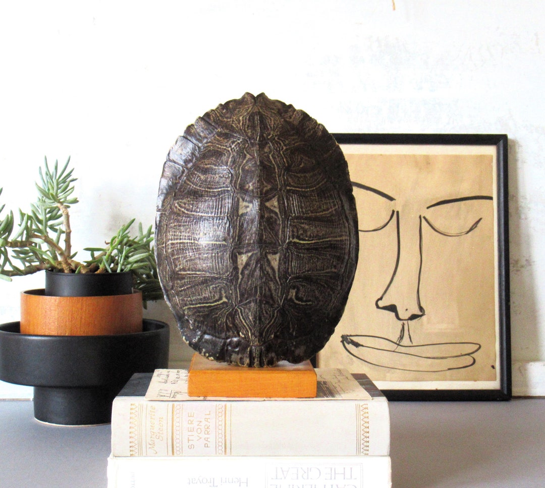 Vintage Turtle Shell, Red-eared Slider Shell, Taxidermy Decor, Desk Decor. - Etsy