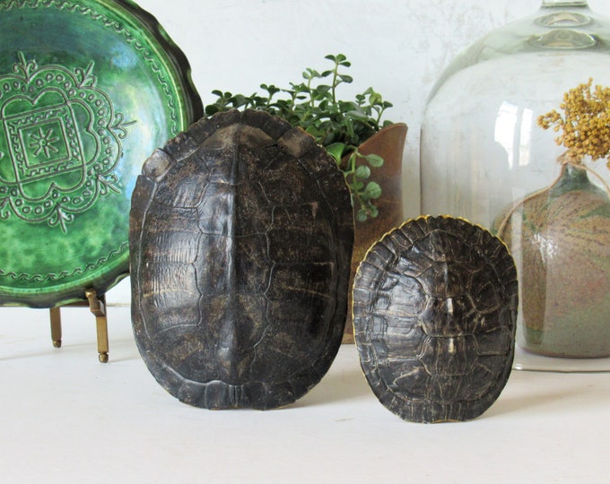 Vintage Turtle Shells, Red-eared Slider Shells, Large Shells, Set of ...