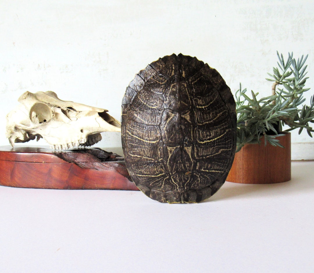 Vintage Turtle Shell, Small Red-eared Slider Shell, Taxidermy Decor ...