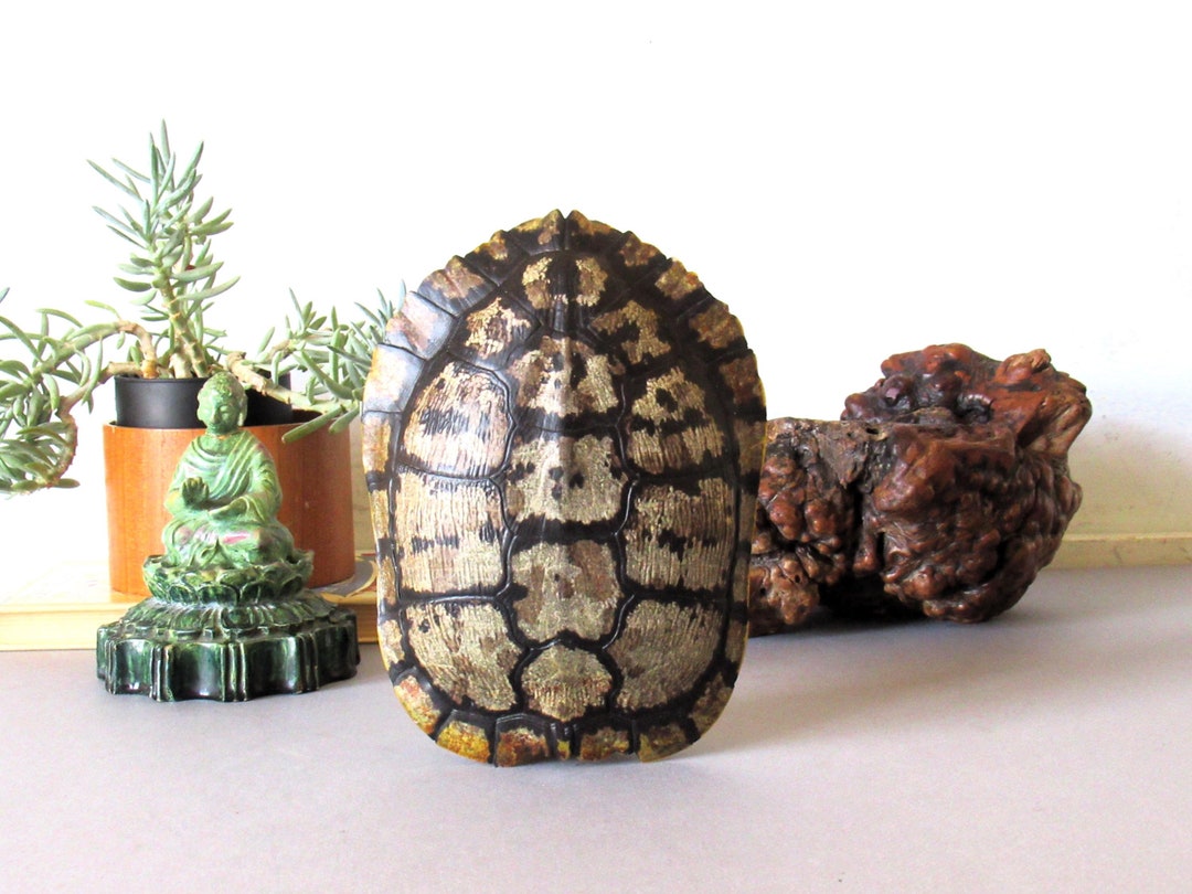 Vintage Turtle Shell, Small Red-eared Slider Shell, Taxidermy Decor ...