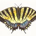 Butterfly Note Card Set Features Five Different Butterfly Images. - Etsy