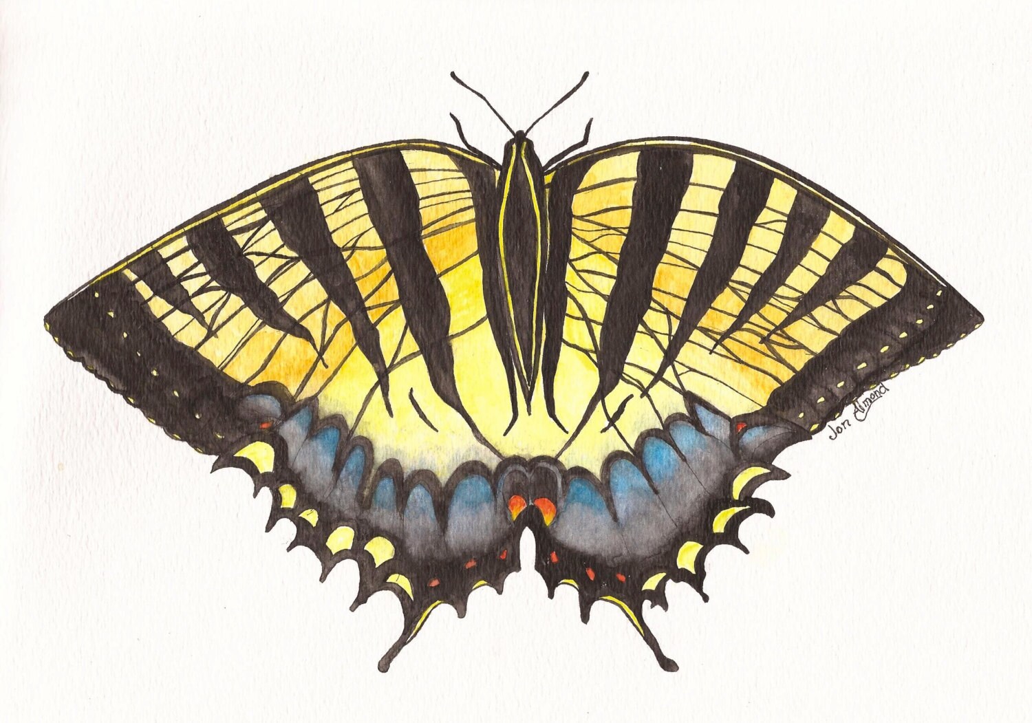 Butterfly Note Card Set Features Five Different Butterfly Images. - Etsy