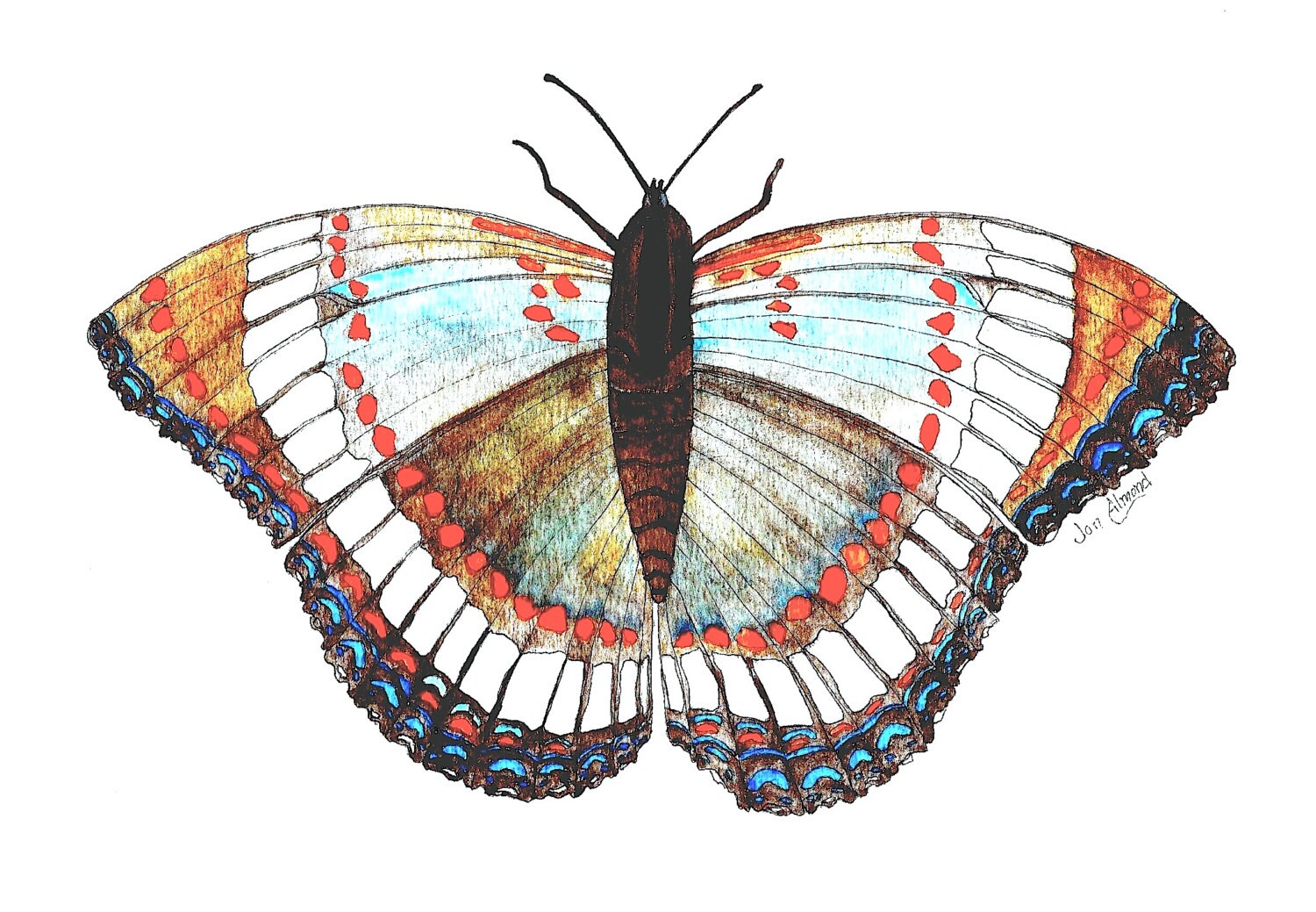 Butterfly Note Card Set Features Five Different Butterfly Images. - Etsy